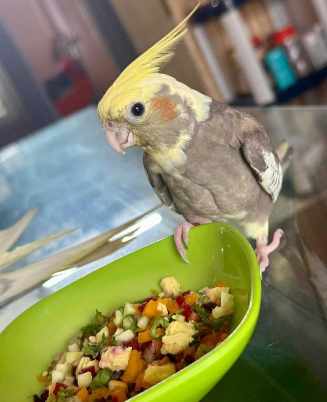 Cockatiel Bird Food List For Healthy Diet – A Complete Guide – Pets Anima